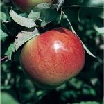 Fireside - Gilby's Nursery & Orchard, LLC