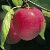 Waneta - Gilby's Nursery & Orchard, LLC