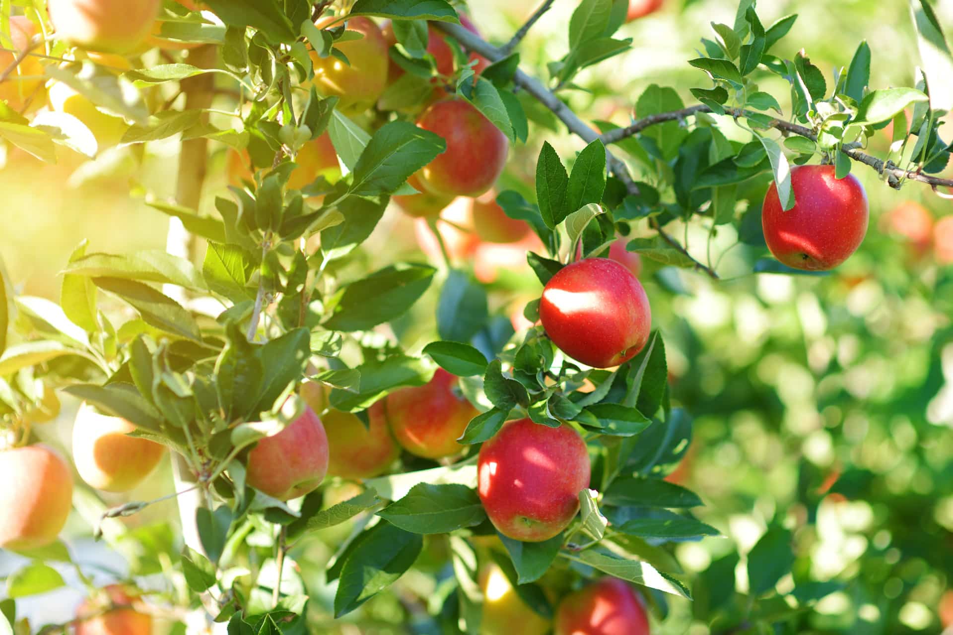 Rethinking Apple Growing At Gilby’s - Gilby's Nursery & Orchard, LLC