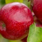 Home - Gilby's Nursery & Orchard, LLC