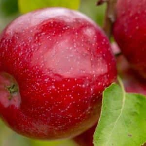 Home - Gilby's Nursery & Orchard, LLC